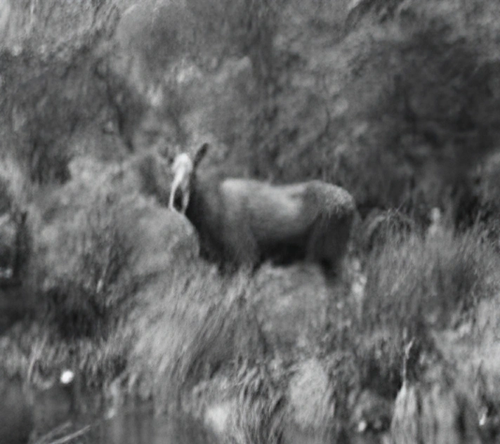 Fiordland Moose | Unsung Animals Wiki | Fandom