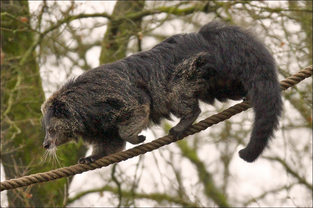 Binturong | Unsung Animals Wiki | Fandom