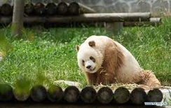 Qinling Panda | Unsung Animals Wiki | Fandom