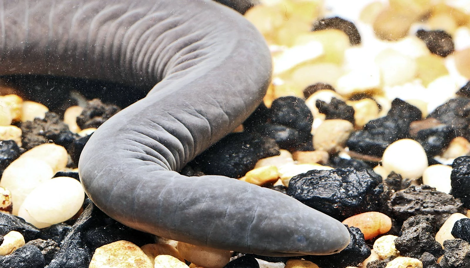 Caecilian