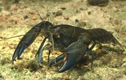 Common Yabby | Unsung Animals Wiki | Fandom