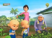 Daun Hijau | Upin & Ipin Wiki | Fandom