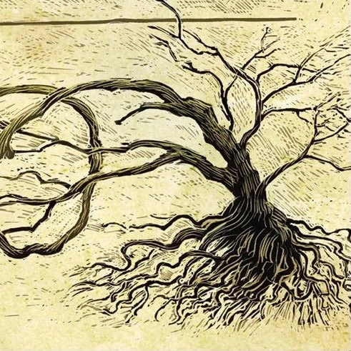 Uprooted Tree Drawing