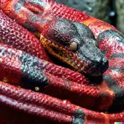 Mutant 068 | Uracene Official Wiki | Fandom