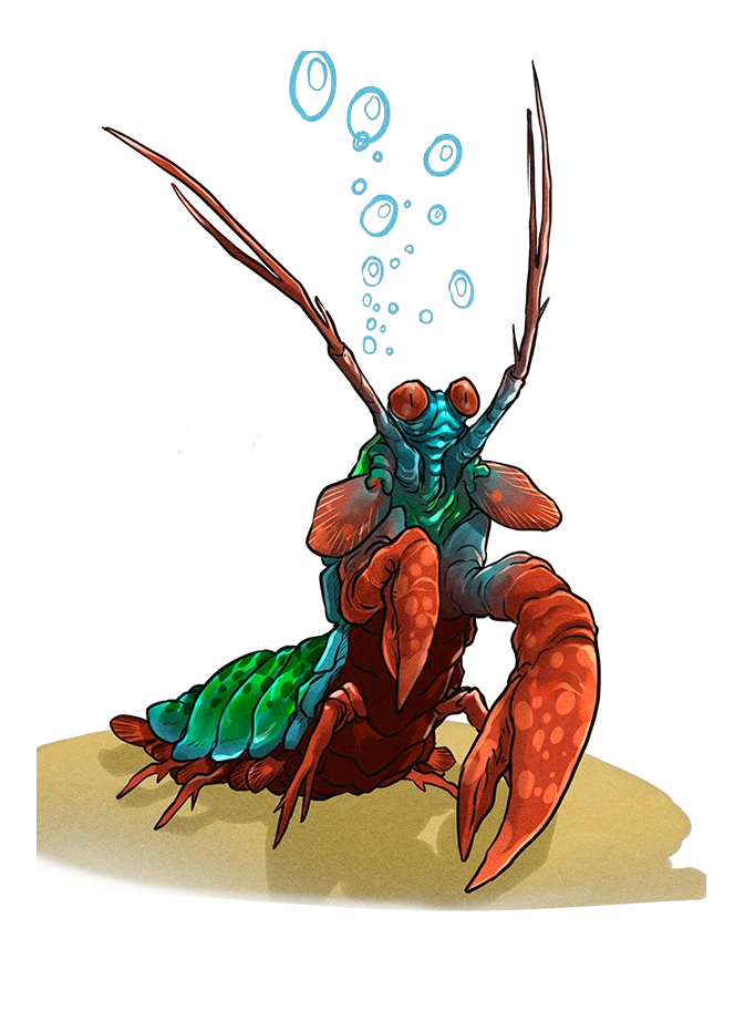 Squille | Urban Rivals Wiki | Fandom