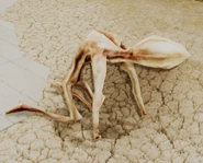 Zeer | Urge Wiki | Fandom