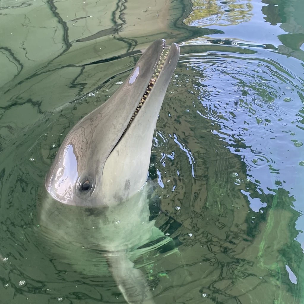 Rosie (CMA) | US Cetaceans Aquarium Wiki | Fandom