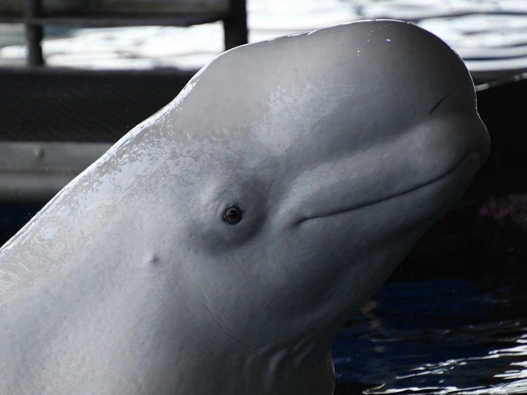 Aurek (SHAQ) | US Cetaceans Aquarium Wiki | Fandom