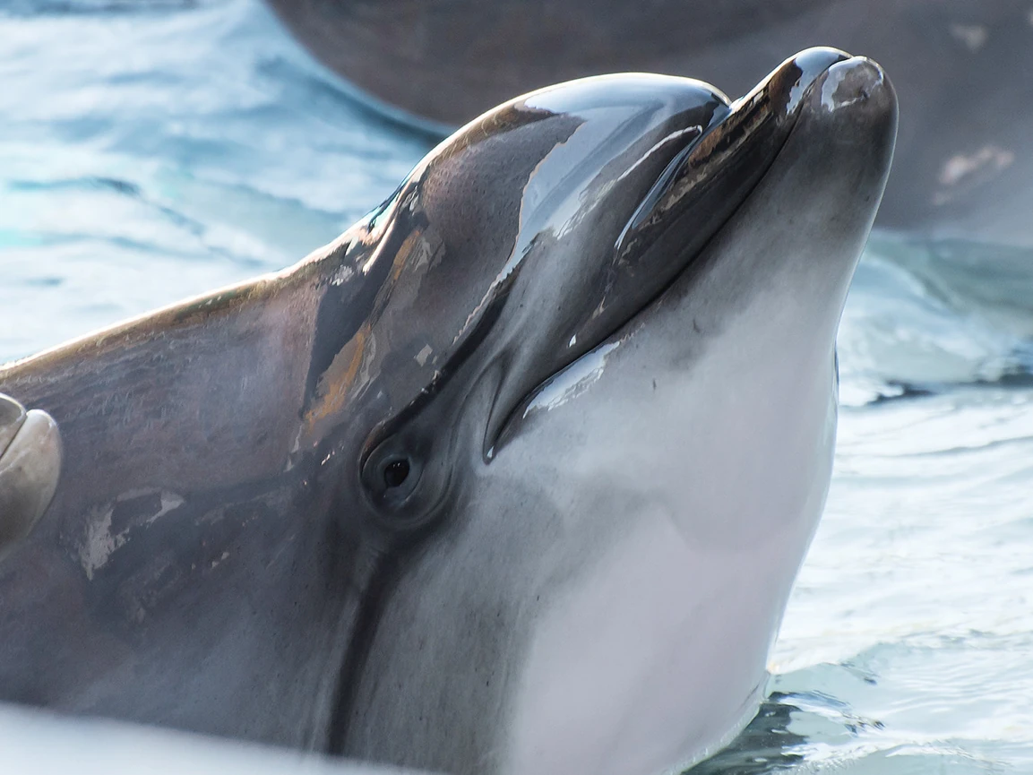 Marina (MLC) | US Cetaceans Aquarium Wiki | Fandom