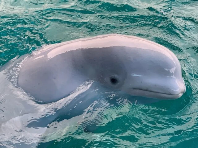 Tyonek (SWSA) | US Cetaceans Aquarium Wiki | Fandom