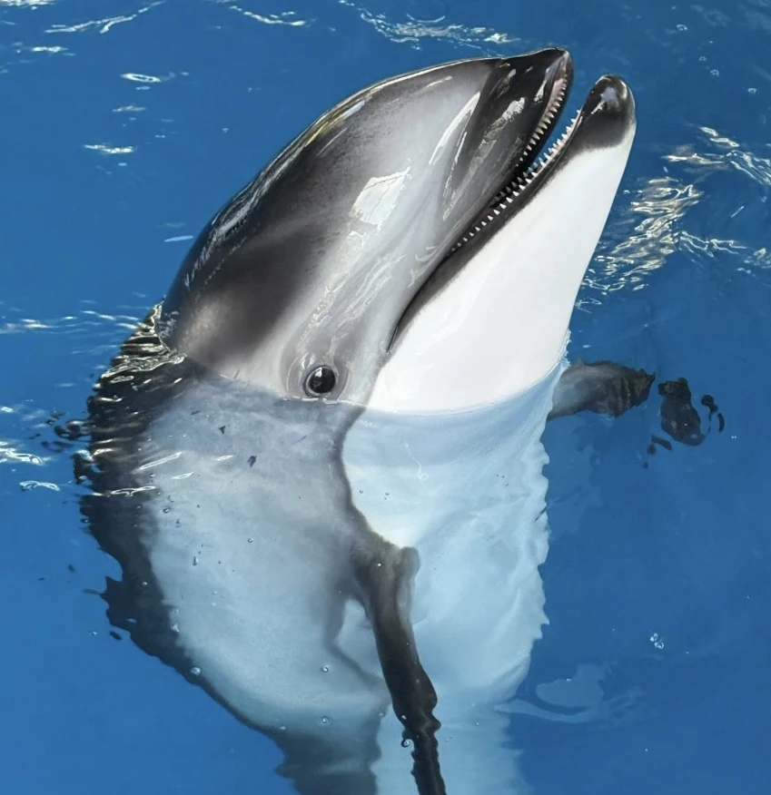 Mai’a (SWSA) | US Cetaceans Aquarium Wiki | Fandom