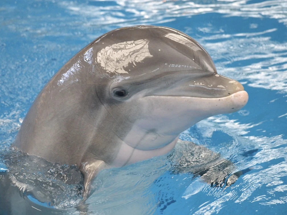 Tapeko (BFZ) | US Cetaceans Aquarium Wiki | Fandom