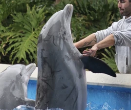 Calli (SWO) | US Cetaceans Aquarium Wiki | Fandom