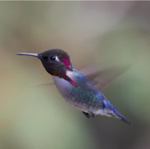 The Hummingbird Wiki | Fandom