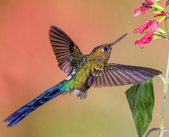 Sylph | The Hummingbird Wiki | Fandom