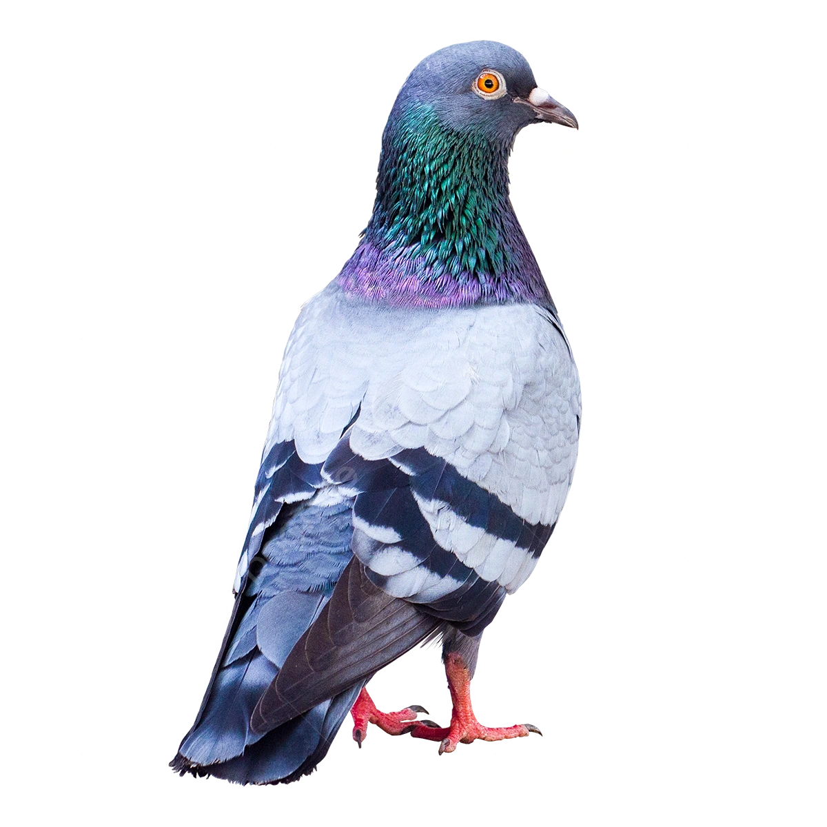 Plates | UTAU wiki | Fandom