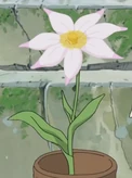 Eruruu Flower | Utawarerumono Wiki | Fandom