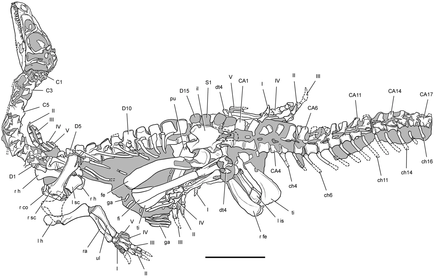 Eoraptor | UUDino Wiki | Fandom