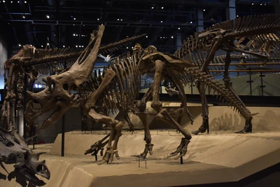 Utahceratops | UUDino Wiki | Fandom