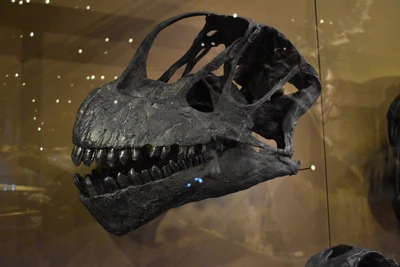 Dinosaur Clades of Interest | UUDino Wiki | Fandom
