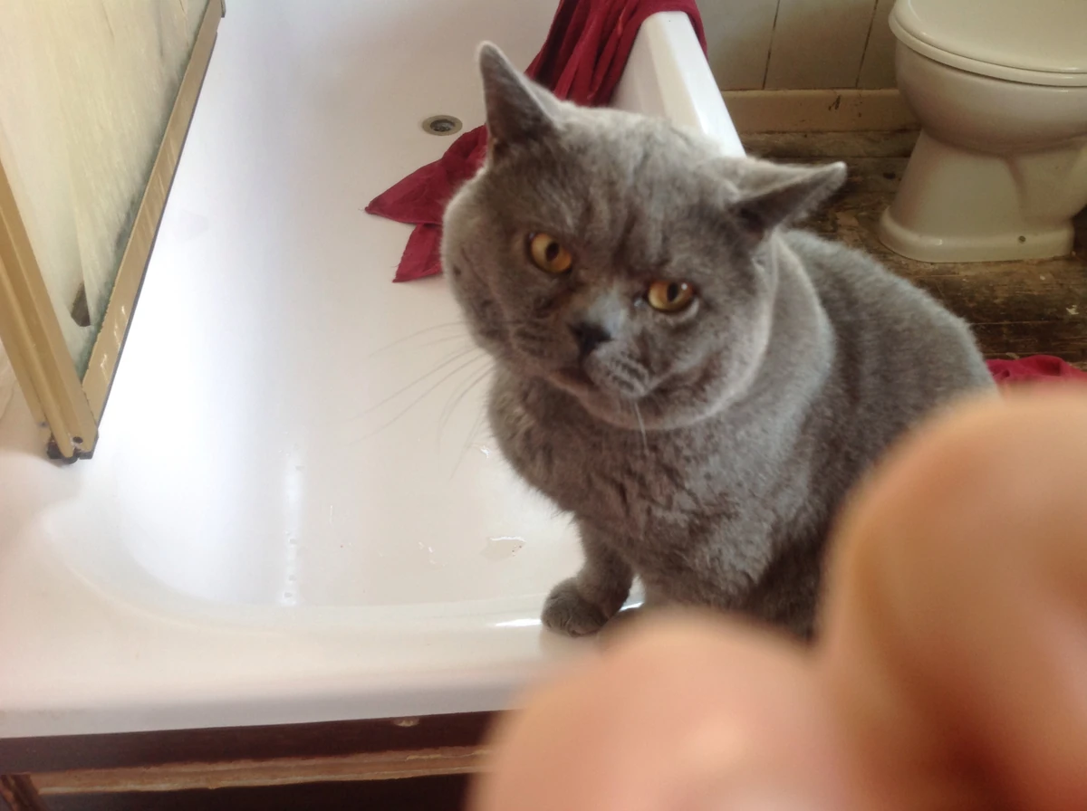 Pippin | Uvi's World Wikia | Fandom