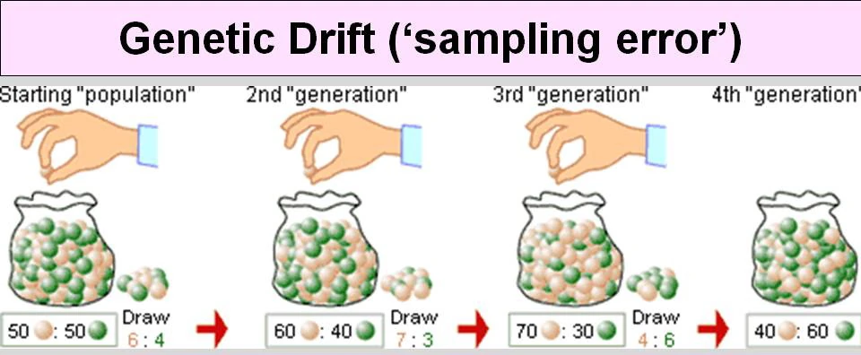 Genetic Drift Examples