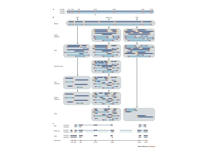 RAD-seq | UVM Genetics & Genomics Wiki | Fandom