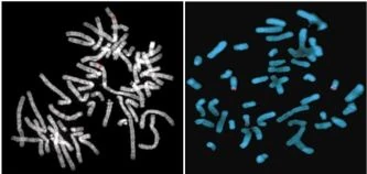 FISH | UVM Genetics & Genomics Wiki | Fandom