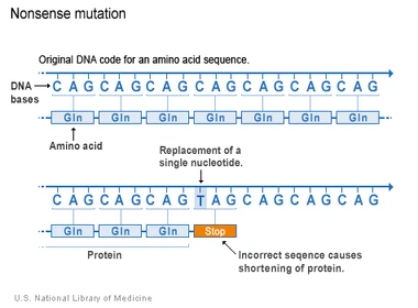 Nonsense mutation | UVM Genetics & Genomics Wiki | Fandom