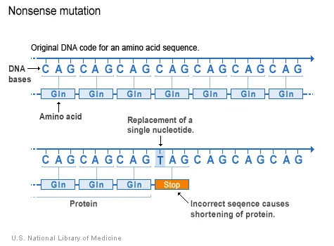 Nonsense mutation | UVM Genetics & Genomics Wiki | Fandom
