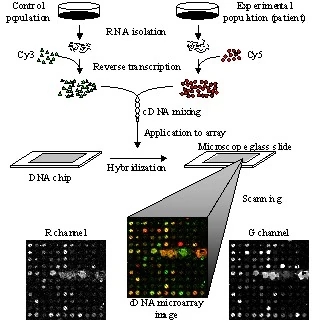 Gene chip | UVM Genetics & Genomics Wiki | Fandom