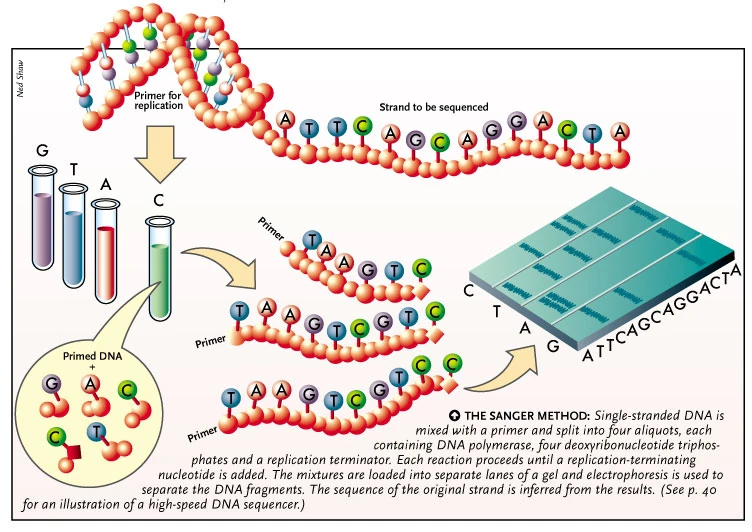 DNAseq: Sanger dideoxy | UVM Genetics & Genomics Wiki | Fandom