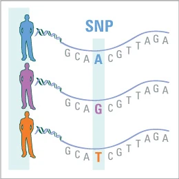 SNP | UVM Genetics & Genomics Wiki | Fandom