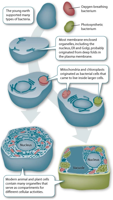 Endosymbiosis | UVM Genetics & Genomics Wiki | Fandom