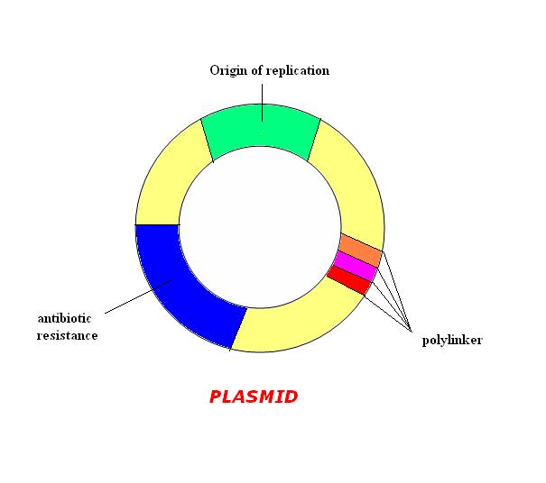 Typical Plasmid Vector