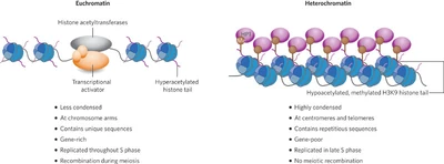 Heterochromatin | UVM Genetics & Genomics Wiki | Fandom