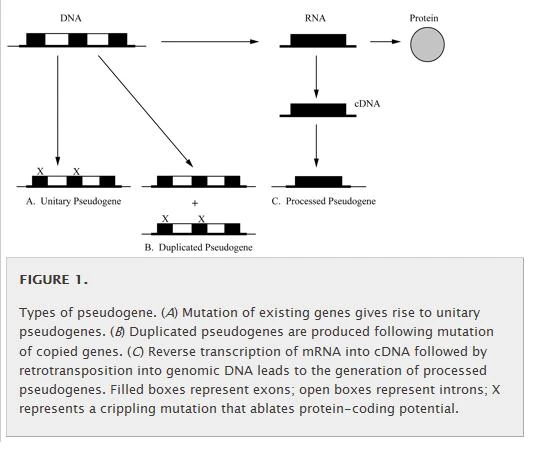 Pseudogene | UVM Genetics & Genomics Wiki | Fandom