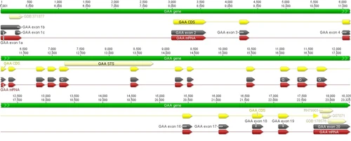 GAA | UVM Genetics & Genomics Wiki | Fandom