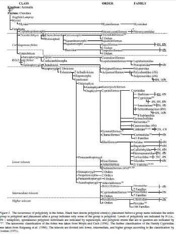 Polyploids | UVM Genetics & Genomics Wiki | Fandom