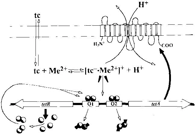 Tet system- Discovery and Uses | UVM Genetics & Genomics Wiki | Fandom
