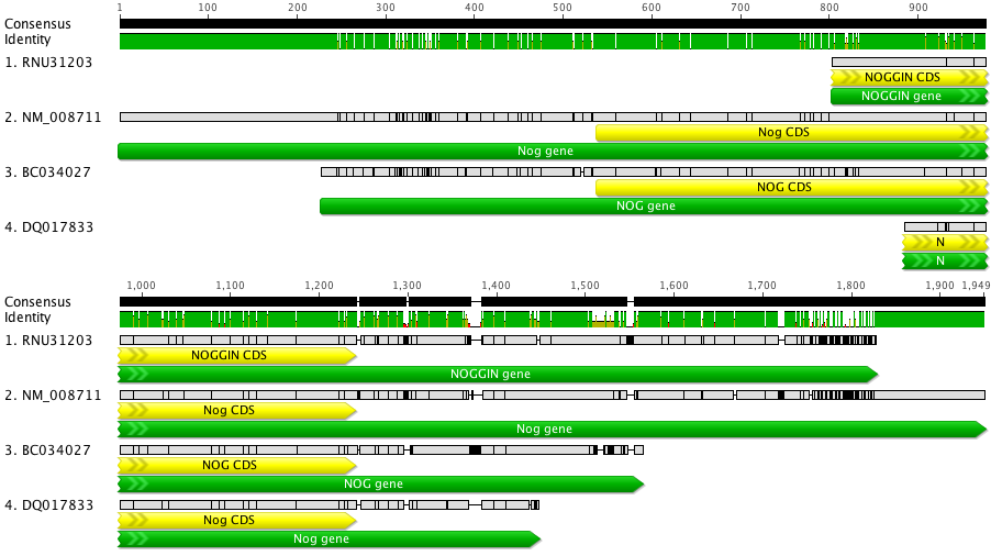 NOG | UVM Genetics & Genomics Wiki | Fandom
