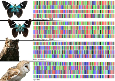 DNA Barcode | UVM Genetics & Genomics Wiki | Fandom