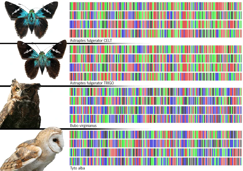 DNA Barcode | UVM Genetics & Genomics Wiki | Fandom