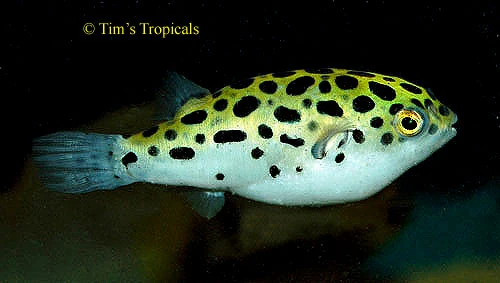 Tetraodon nigroviridis genome | UVM Genetics & Genomics Wiki | Fandom