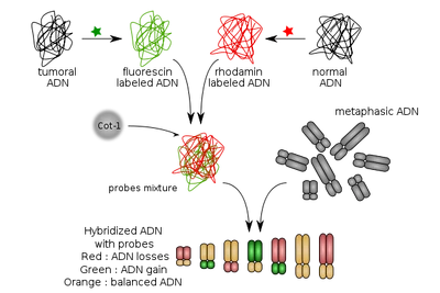 CGH | UVM Genetics & Genomics Wiki | Fandom