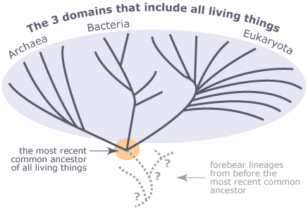 Common ancestor | UVM Genetics & Genomics Wiki | Fandom