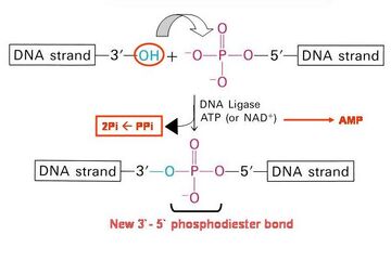 DNA Ligase | UVM Genetics & Genomics Wiki | Fandom