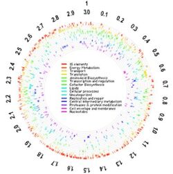 Extremophiles - Thermophiles | UVM Genetics & Genomics Wiki | Fandom