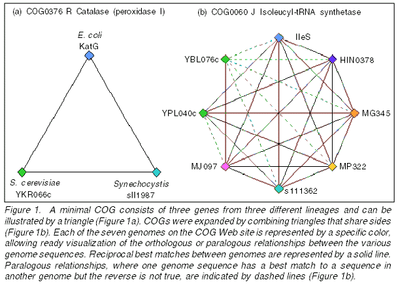 COGs | UVM Genetics & Genomics Wiki | Fandom