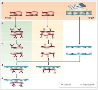 FISH | UVM Genetics & Genomics Wiki | Fandom